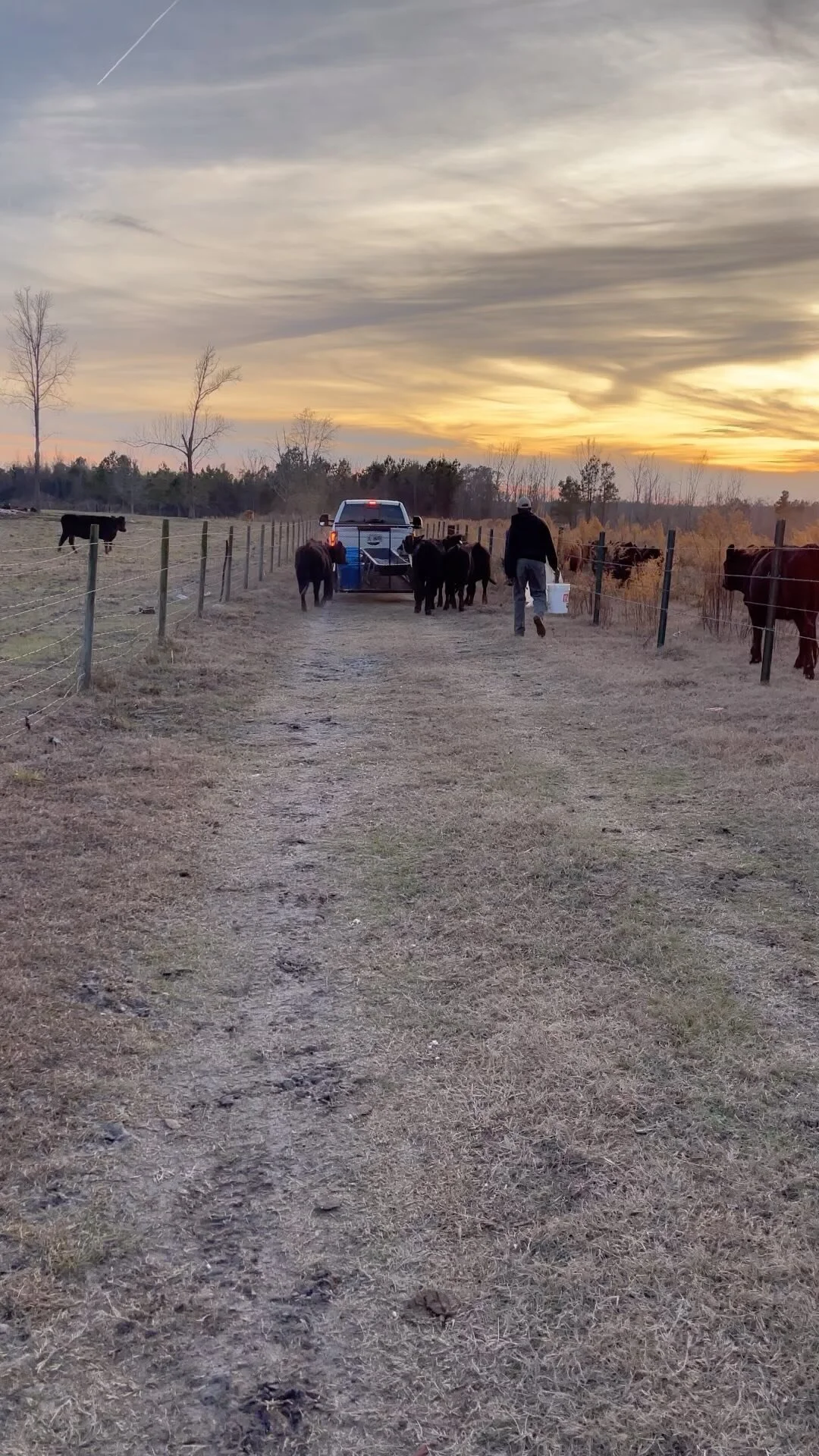 Berry Farms | Pasture Raised, Grass Fed Beef | Seasonal Vegetables ...