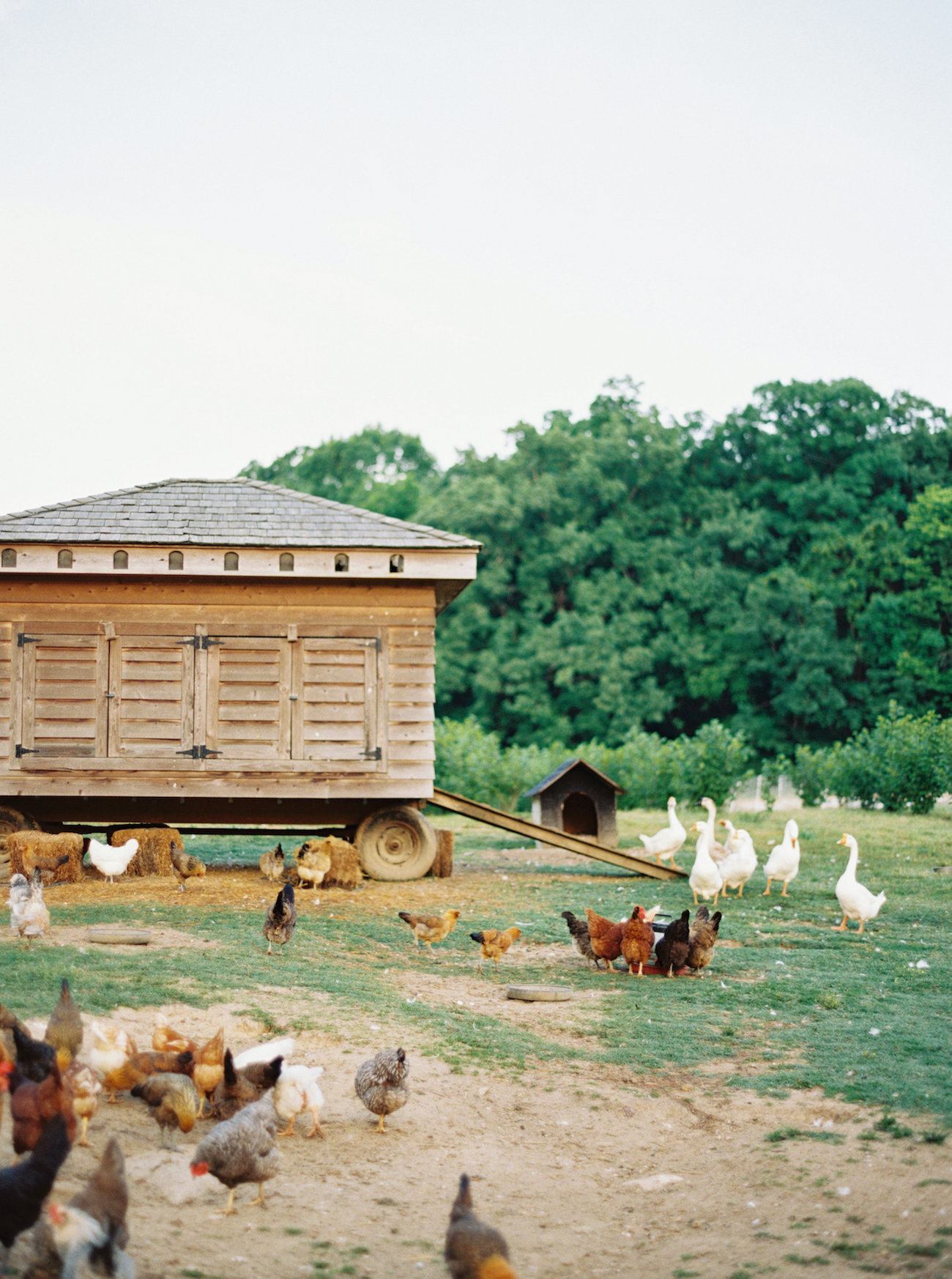Interview - Lauren Palmer of Bloomsbury Farm — HEATHER BULLARD