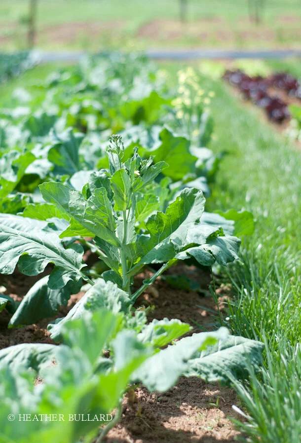 The Gardens of Blackberry Farm — HEATHER BULLARD