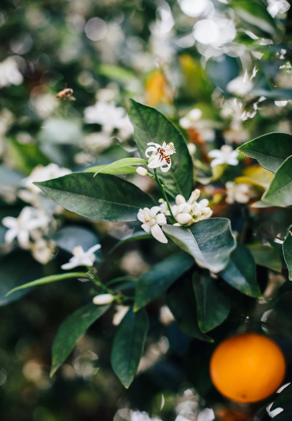 SHOP Spring Edit — HEATHER BULLARD
