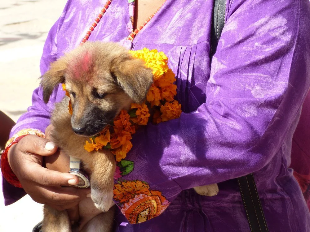 10 Animal Festivals From Around the World That You’ve Likely Never Heard Of