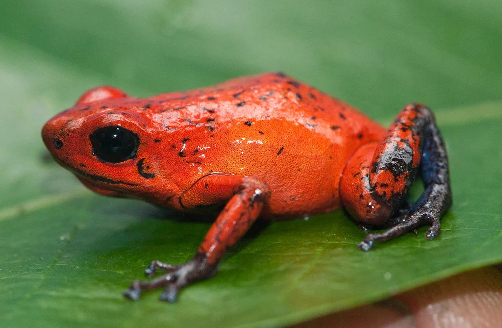 8 Animals Recently Declared Extinct