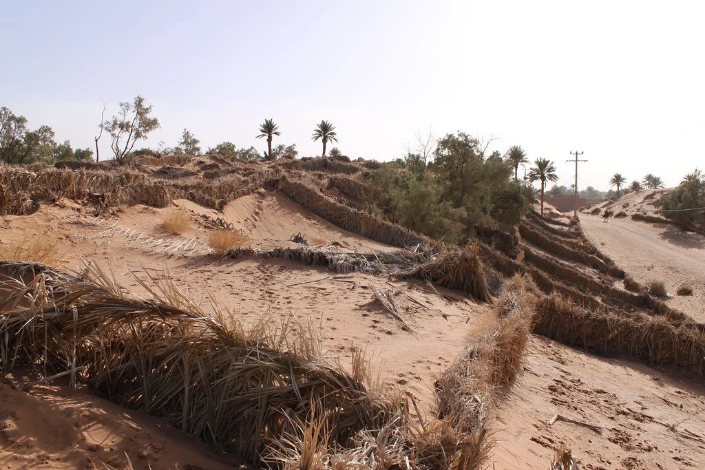 The Great Green Wall: Preventing Desertification in the Sahel