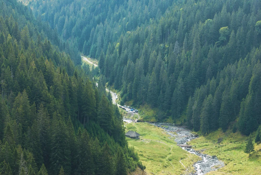 Rural Roots, Green Future: Forest Conservation in Romania