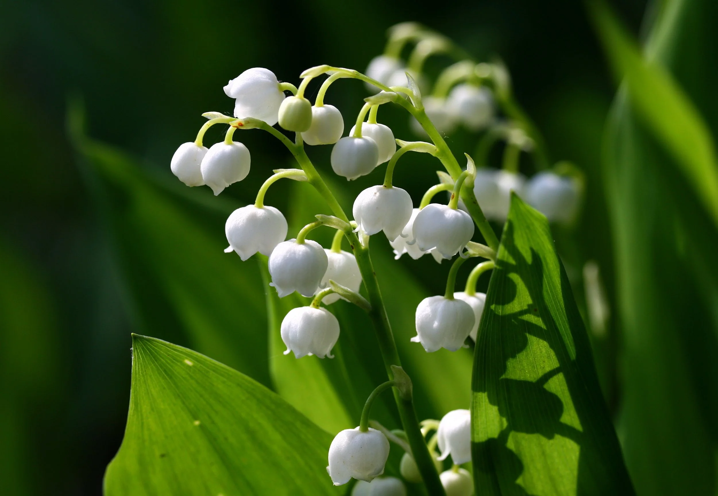 May Day Magic: How Different Countries Celebrate