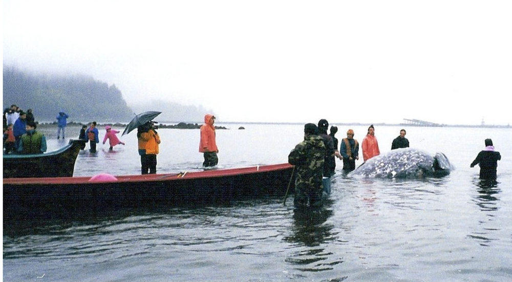 Unique Reasons Why You Should Visit the Indigenous Makah Tribe on the ...