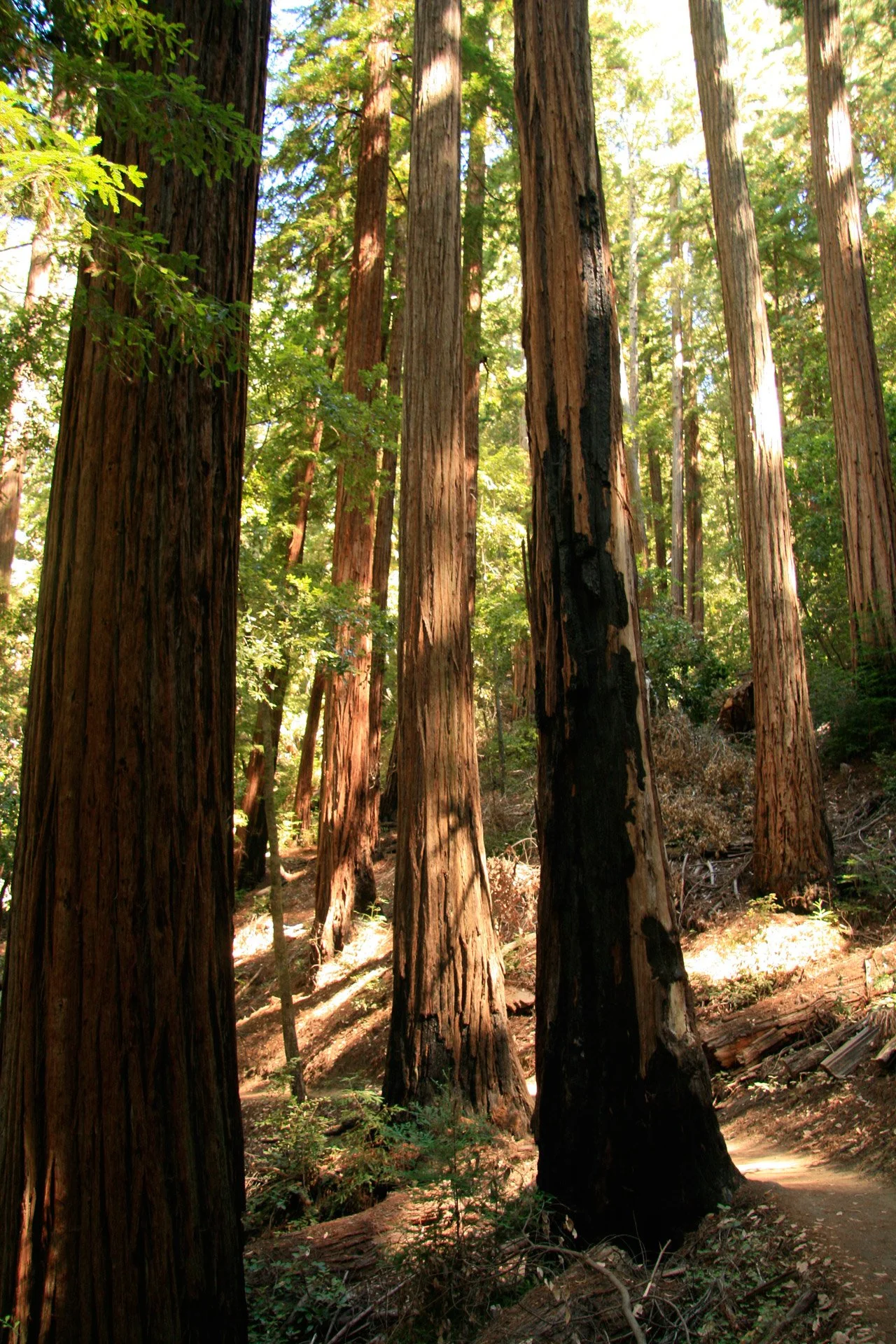 Walking Among Giants: The Redwood Trees of California