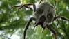 5 Cryptids for Well-Traveled Lovers of the Macabre