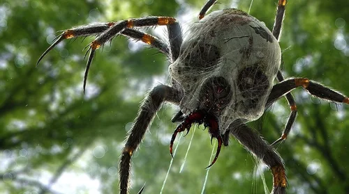 5 Cryptids for Well-Traveled Lovers of the Macabre