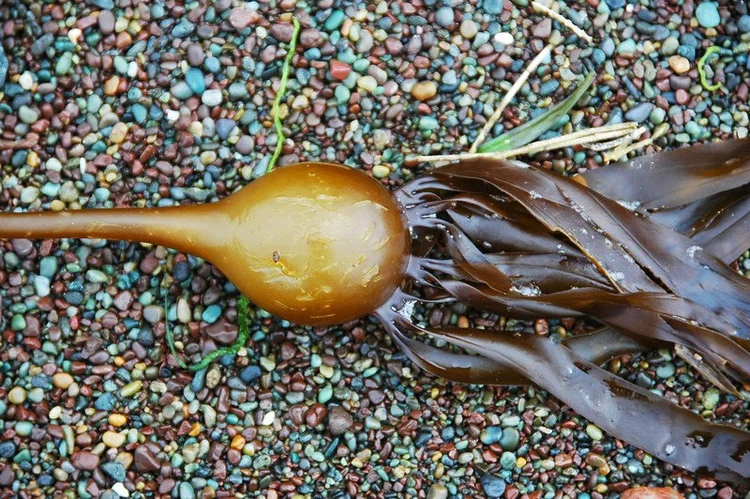 The Ethics of Kelp Farming in Alaska