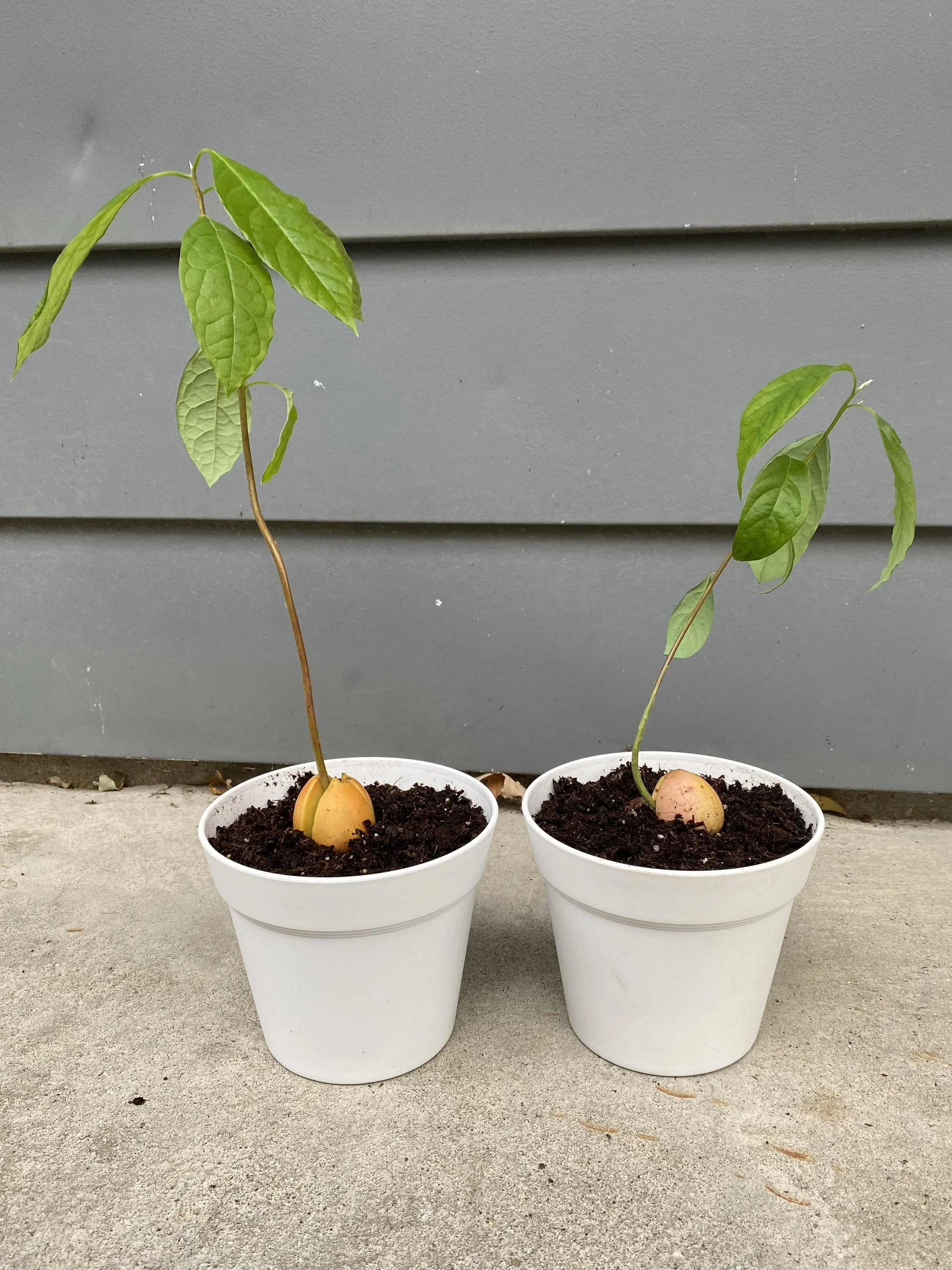 How to Grow An Avocado Tree From Seed — GOLDEN FORREST