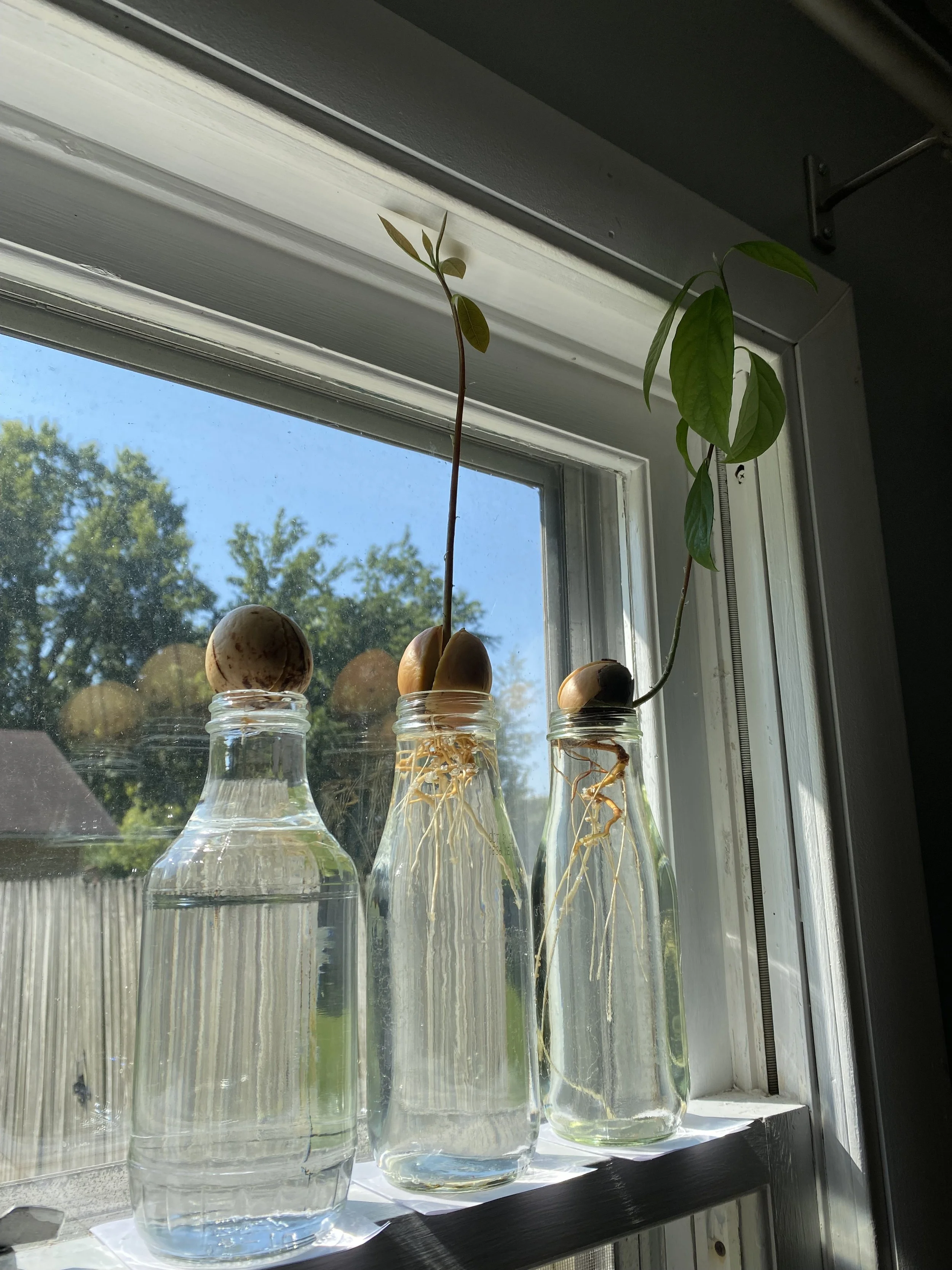 How to Grow An Avocado Tree From Seed — GOLDEN FORREST