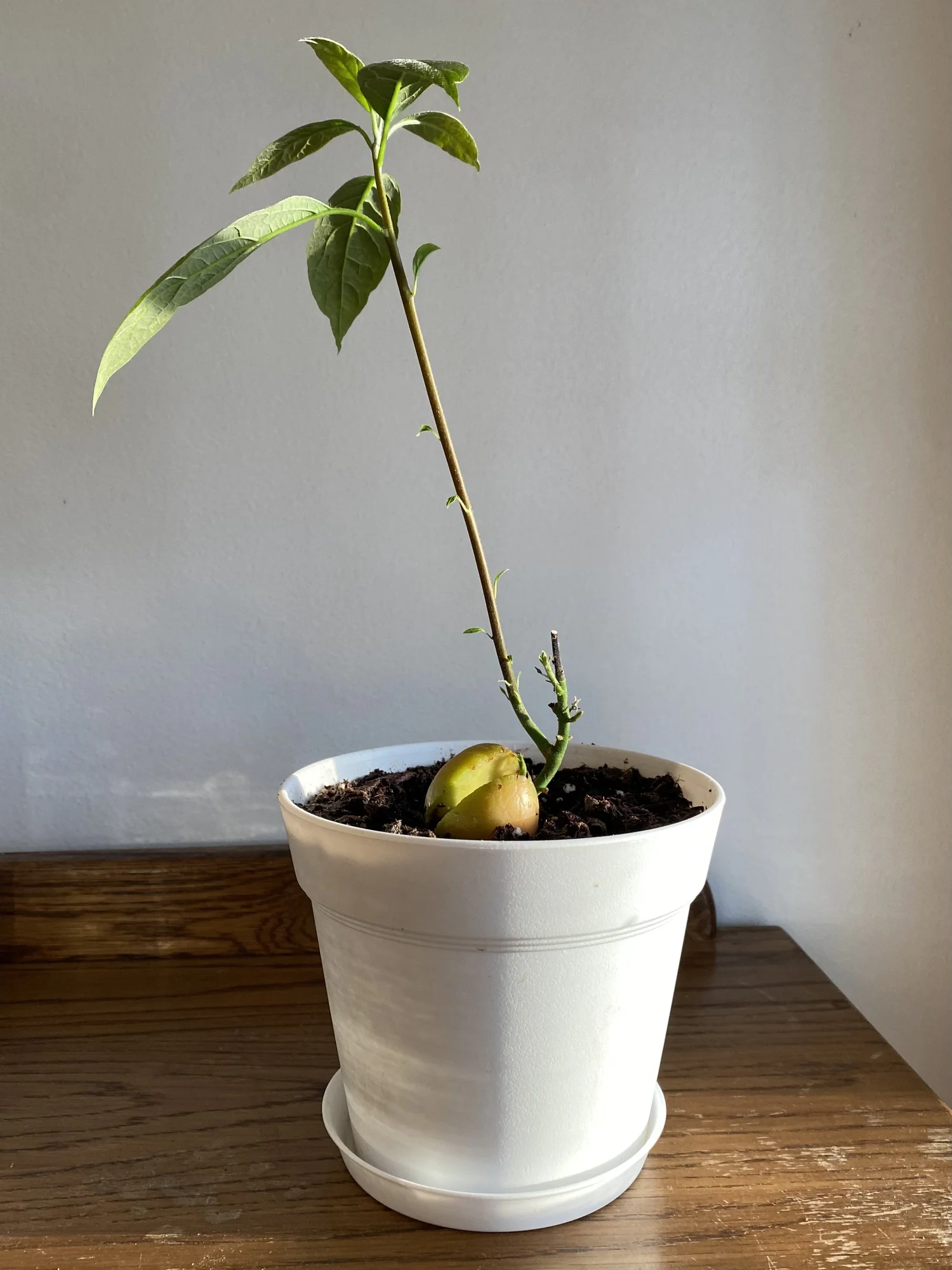 How to Grow An Avocado Tree From Seed — GOLDEN FORREST