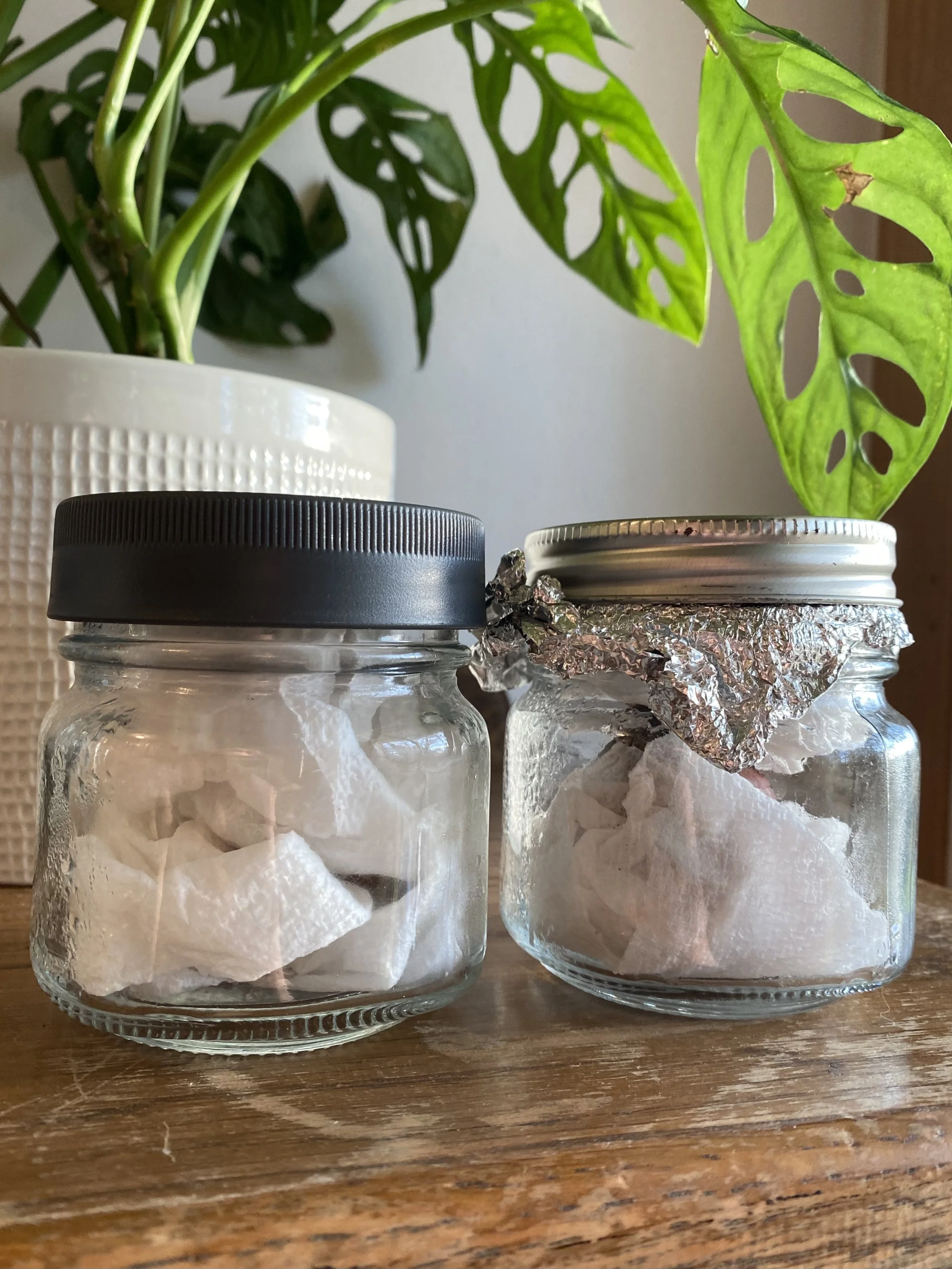 How to Grow An Avocado Tree From Seed — GOLDEN FORREST