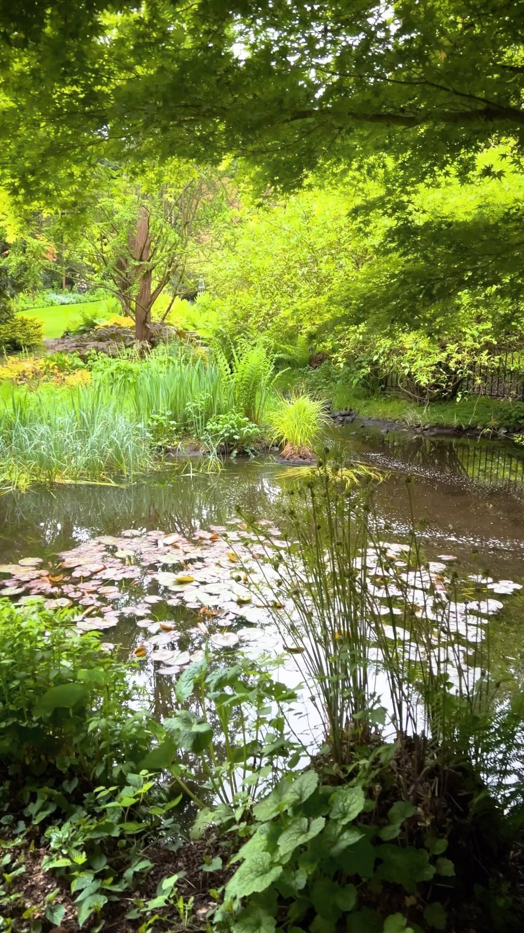 PowellsWood Garden- Botanical Oasis in Federal Way, WA