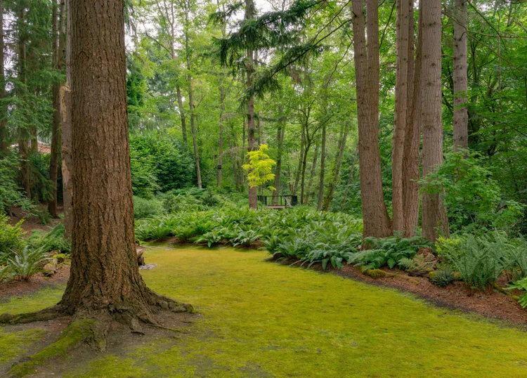 PowellsWood Garden- Botanical Oasis in Federal Way, WA