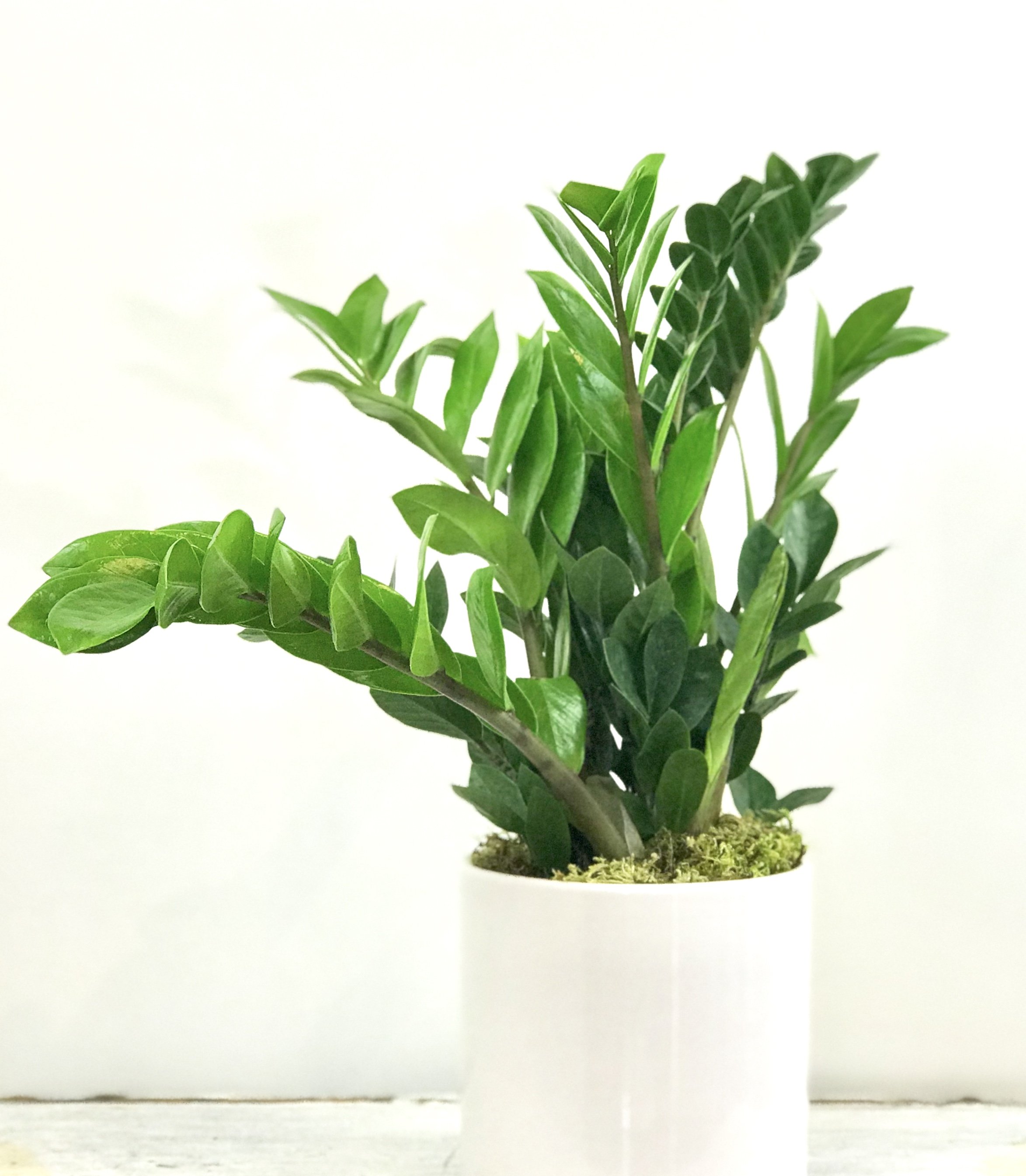 The Five Best Indoor Plants for Single People — Cedarhouse Flowers