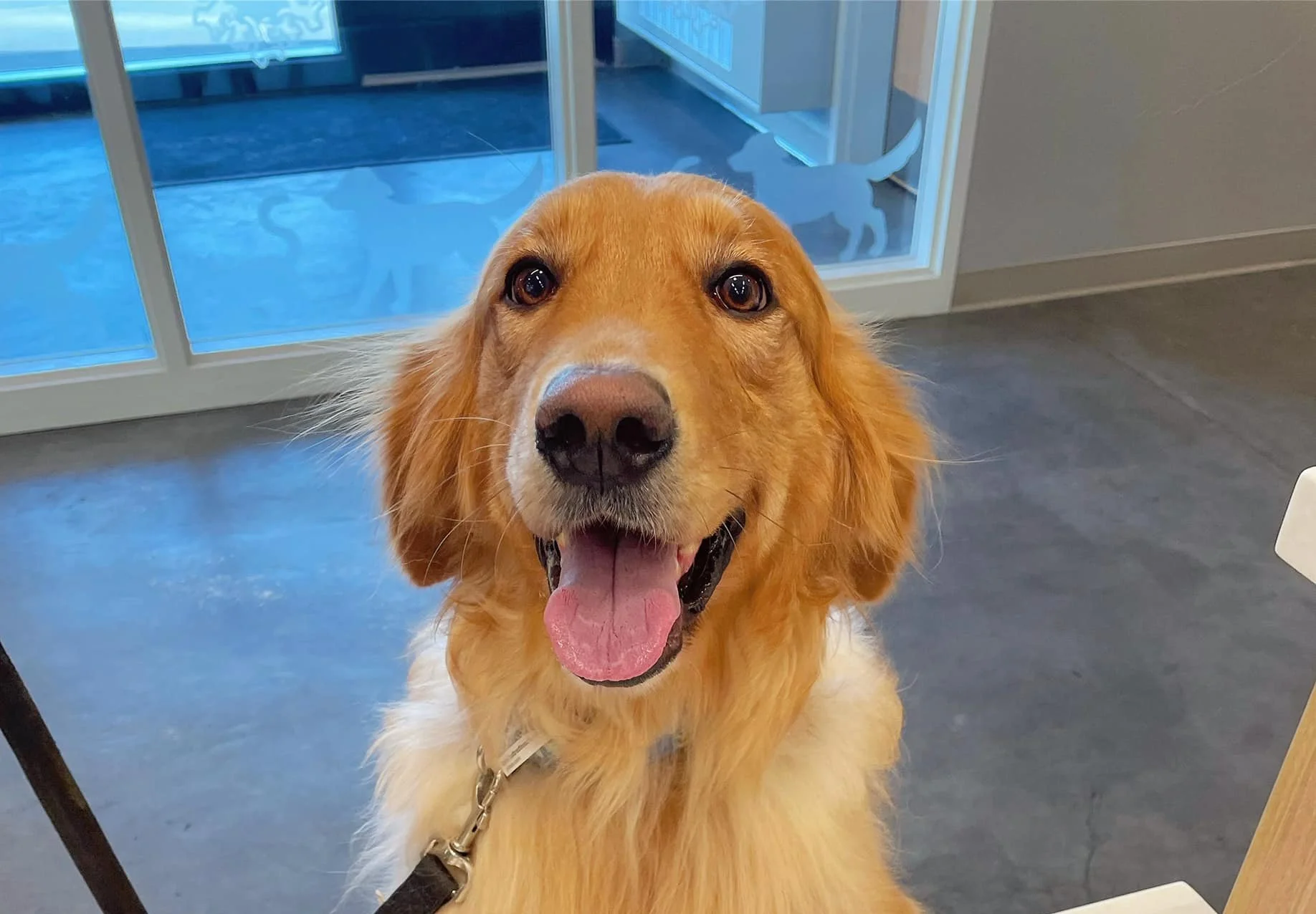 Adopt, Foster, Volunteer — Golden Retriever Rescue of Fairbanks