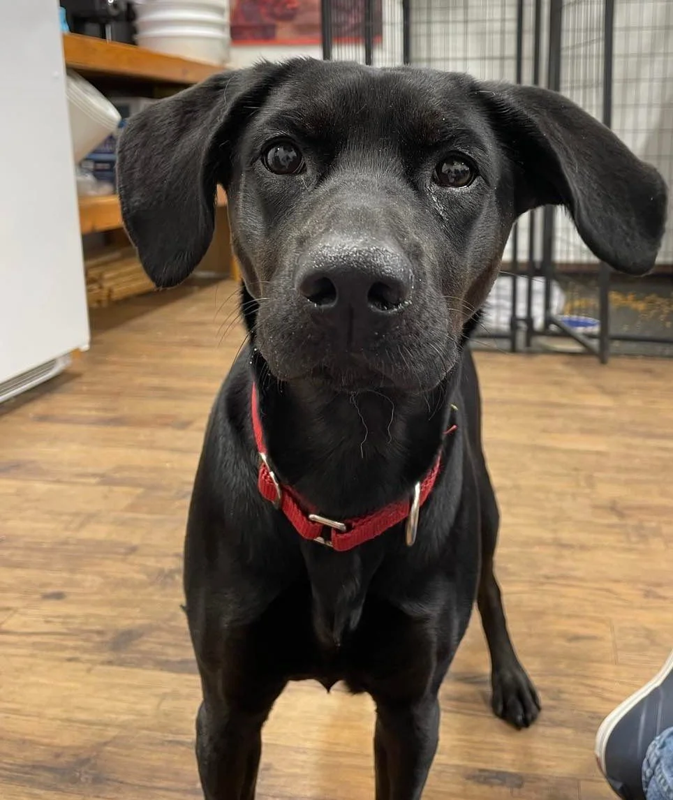 Layla — Golden Retriever Rescue of Fairbanks