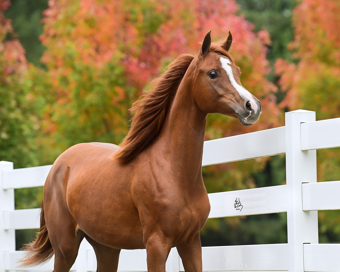 Our Story — Franklin Farm