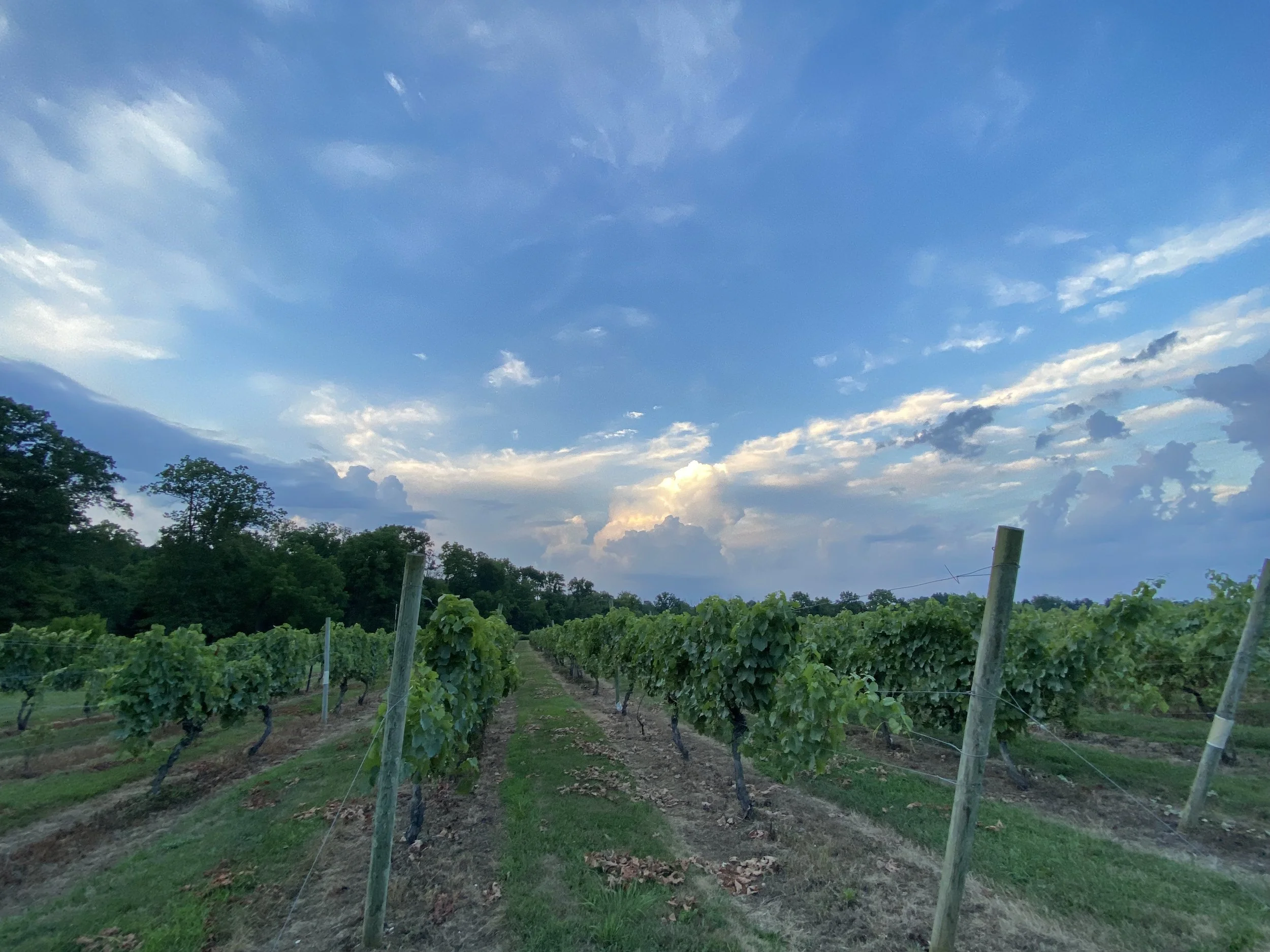 About — Wycombe Vineyards - Family Owned & Operated Estate Winery in ...