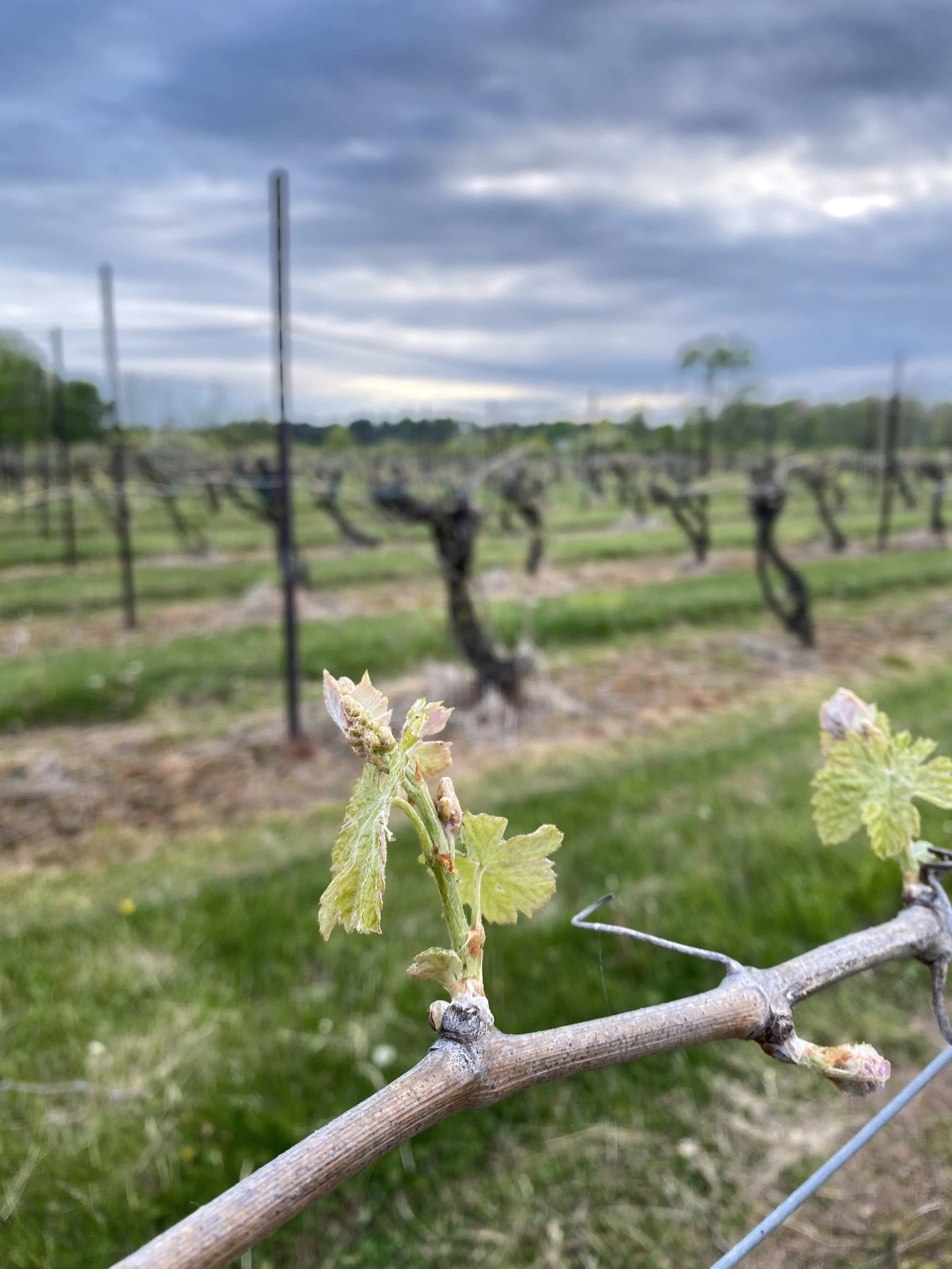 Wycombe Vineyards - Family Owned & Operated Estate Winery in Bucks ...