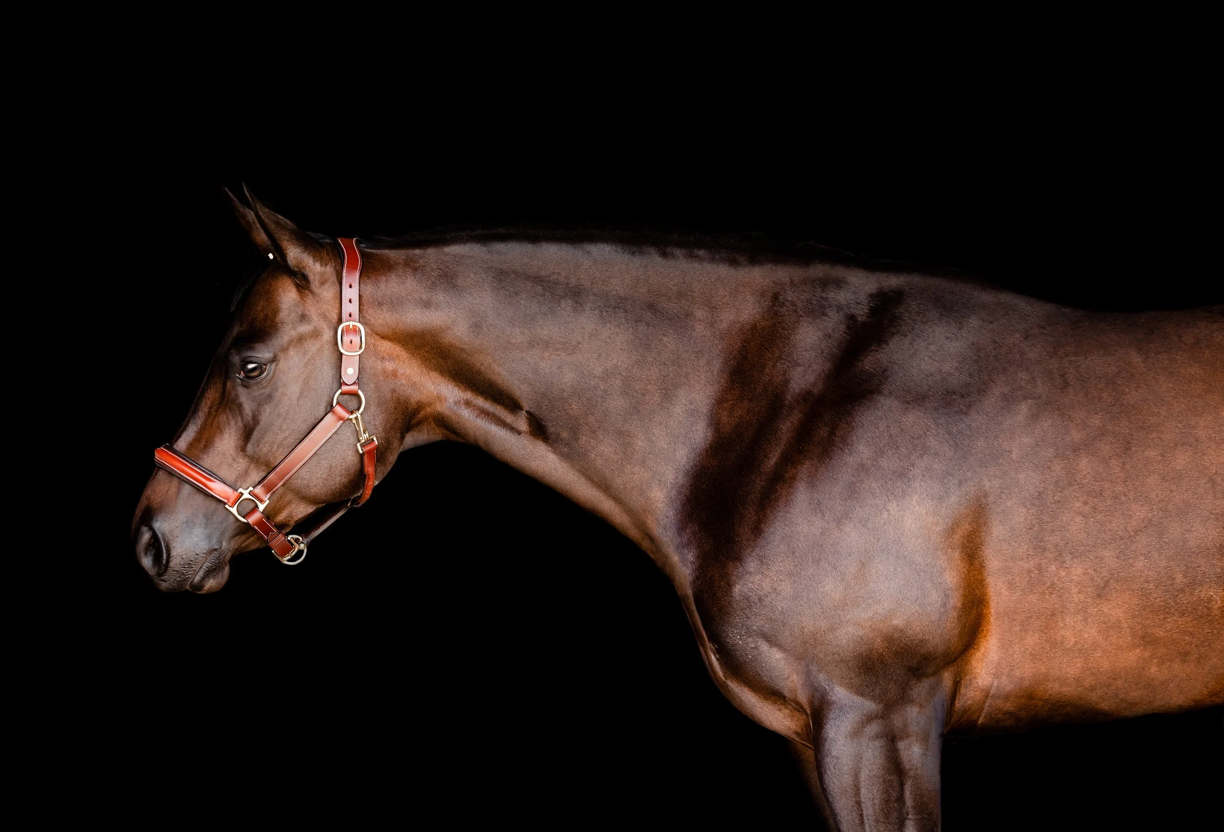 Book Equine — Meghan Noelle Photography