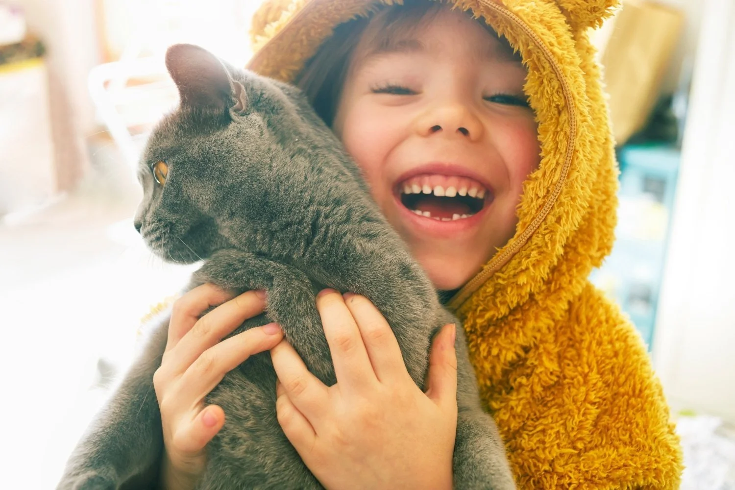 Bringing Home a New Cat — AnimalKind NY: Animal Welfare Organization ...