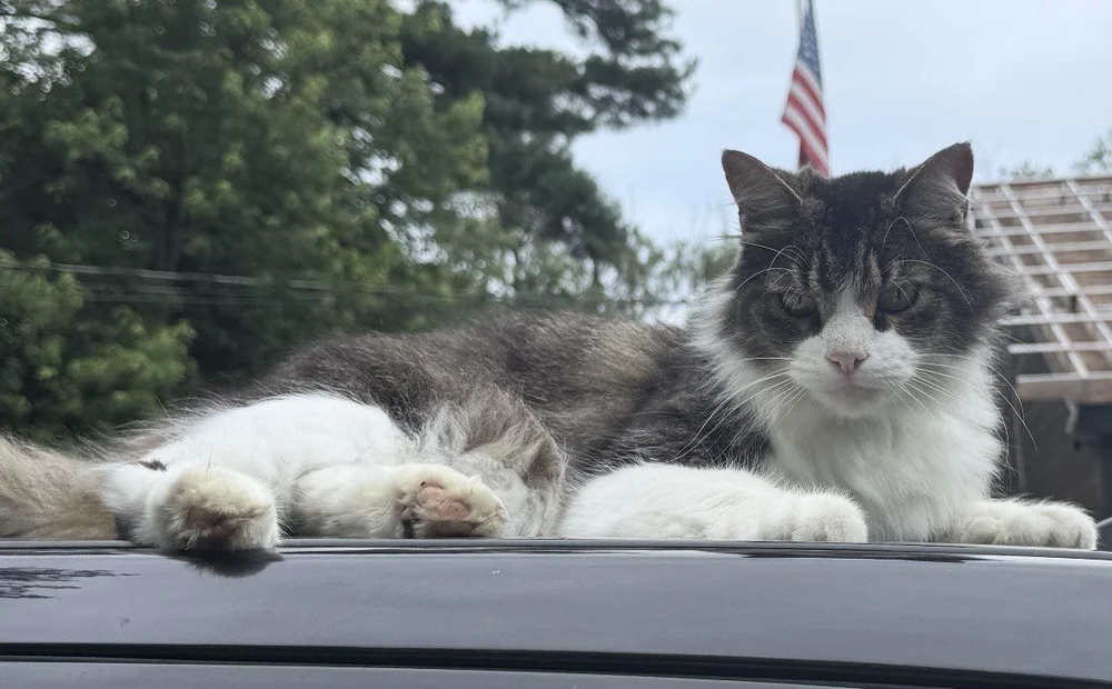 General 4 — AnimalKind NY: Animal Welfare Organization and Shelter in ...