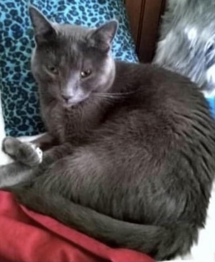 General 4 — AnimalKind NY: Animal Welfare Organization and Shelter in ...