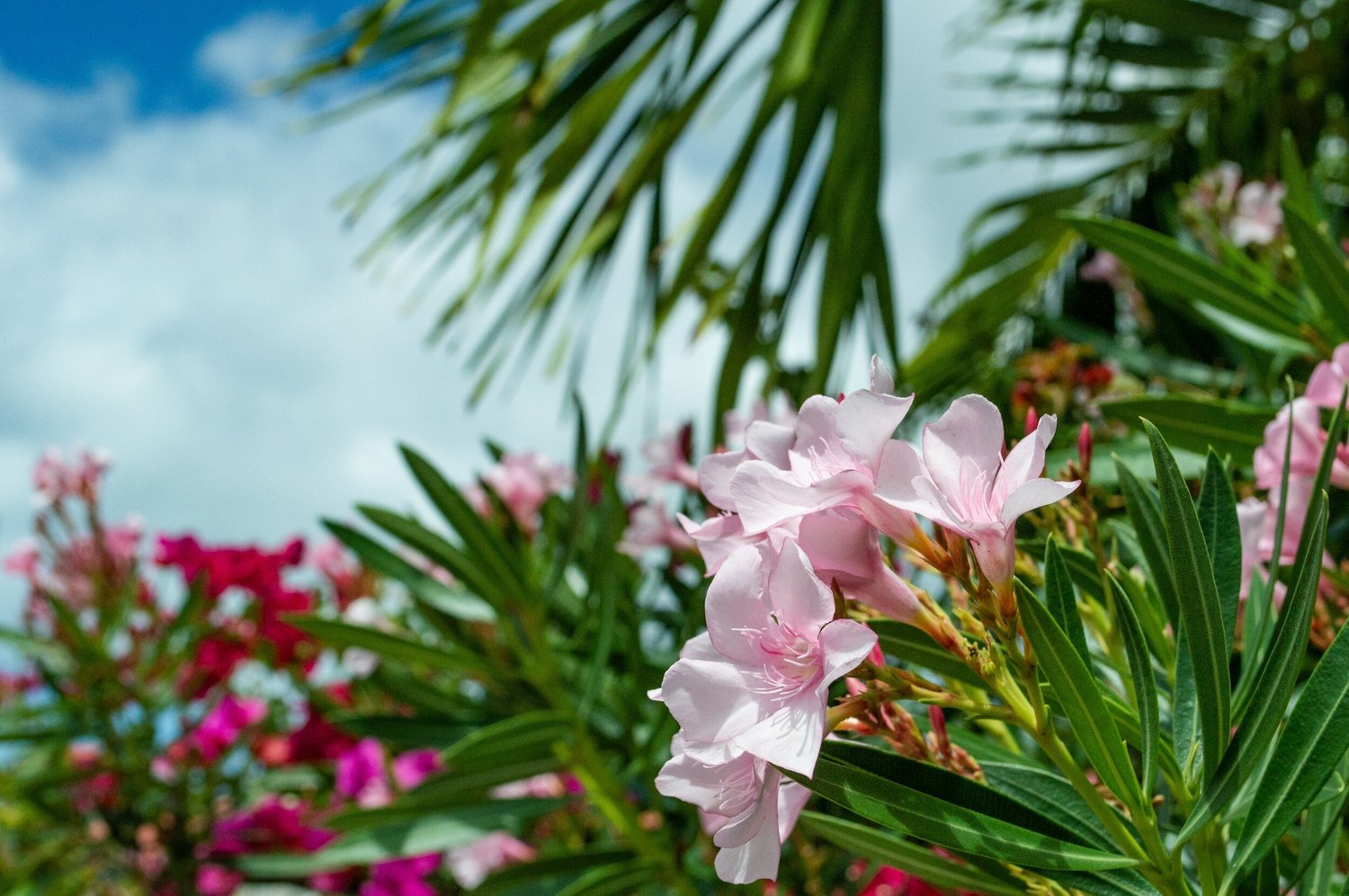 Navigating the Caribbean: A Guide to Cruising in the Spring — Addy and ...