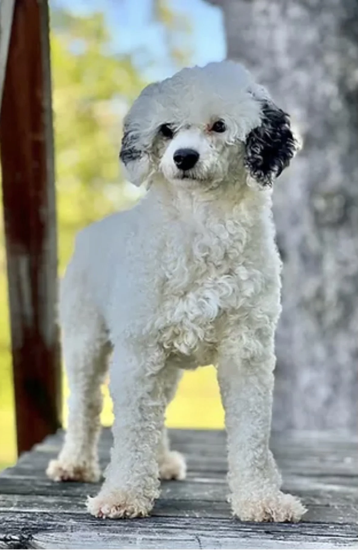 Parti Poodles in New York | Moyen Poodles | Long Island NY 11766 — New ...