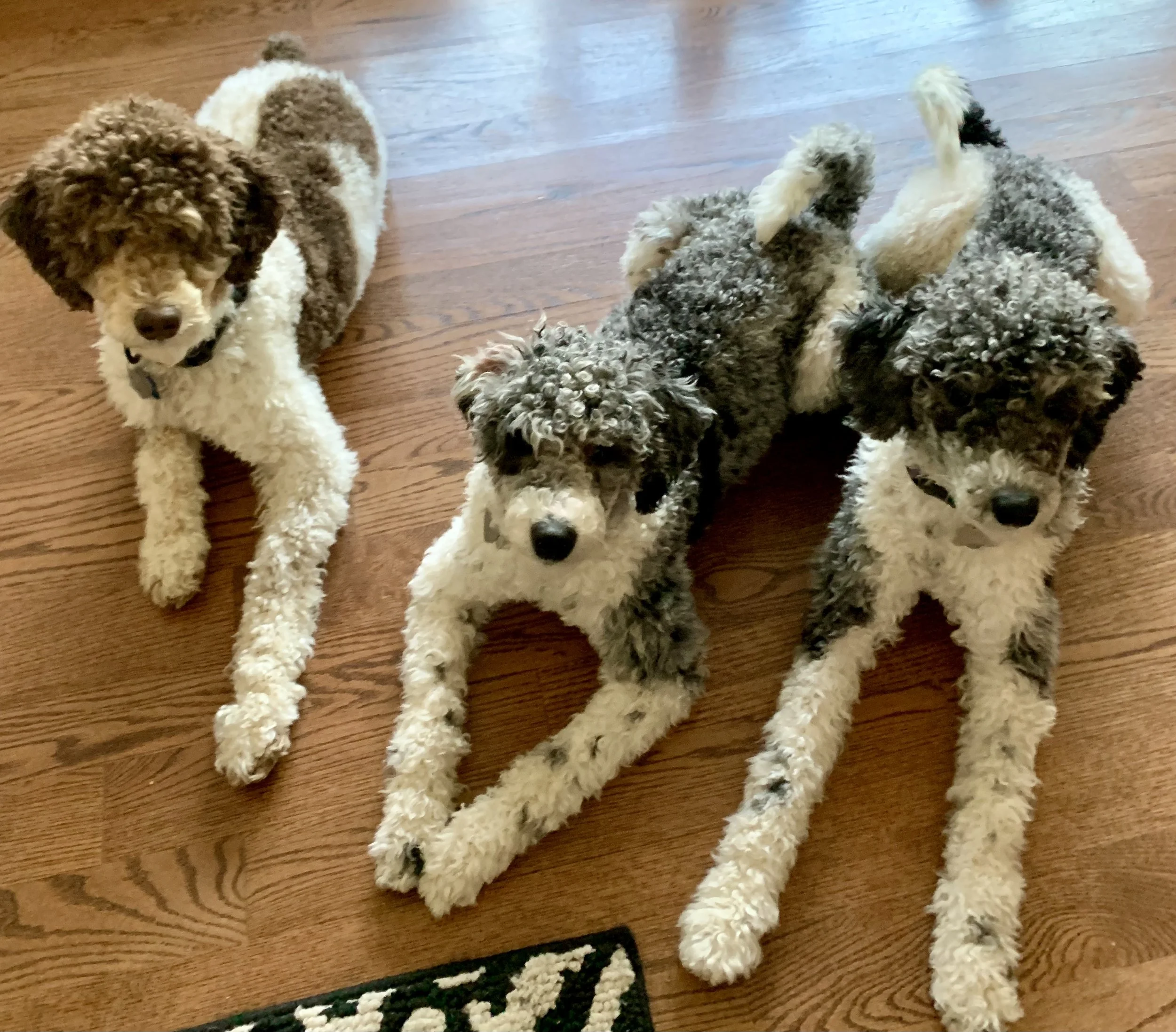 Standard Poodle New York at Eva Facy blog