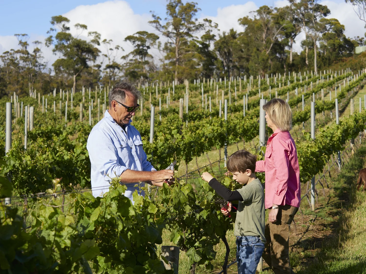 Treehouse Vineyard | Tasmanian Wine