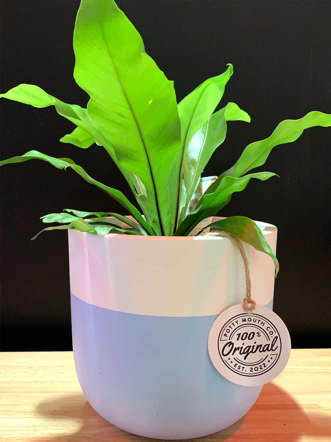Potty Mouth Company: Colourful hand-painted pots