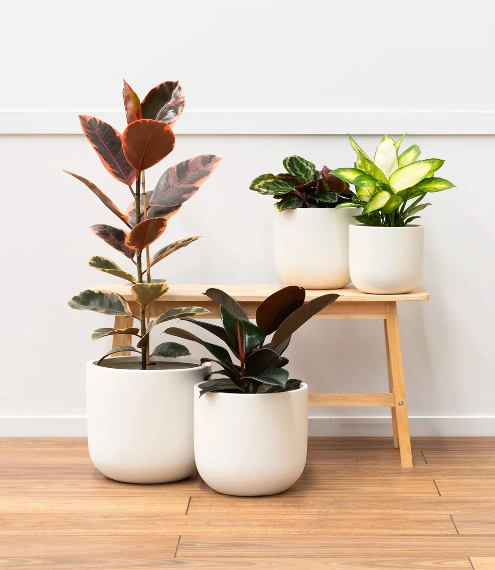 Potty Mouth Company: Colourful hand-painted pots