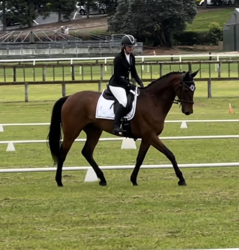 Our horses — Waterview Equine Services