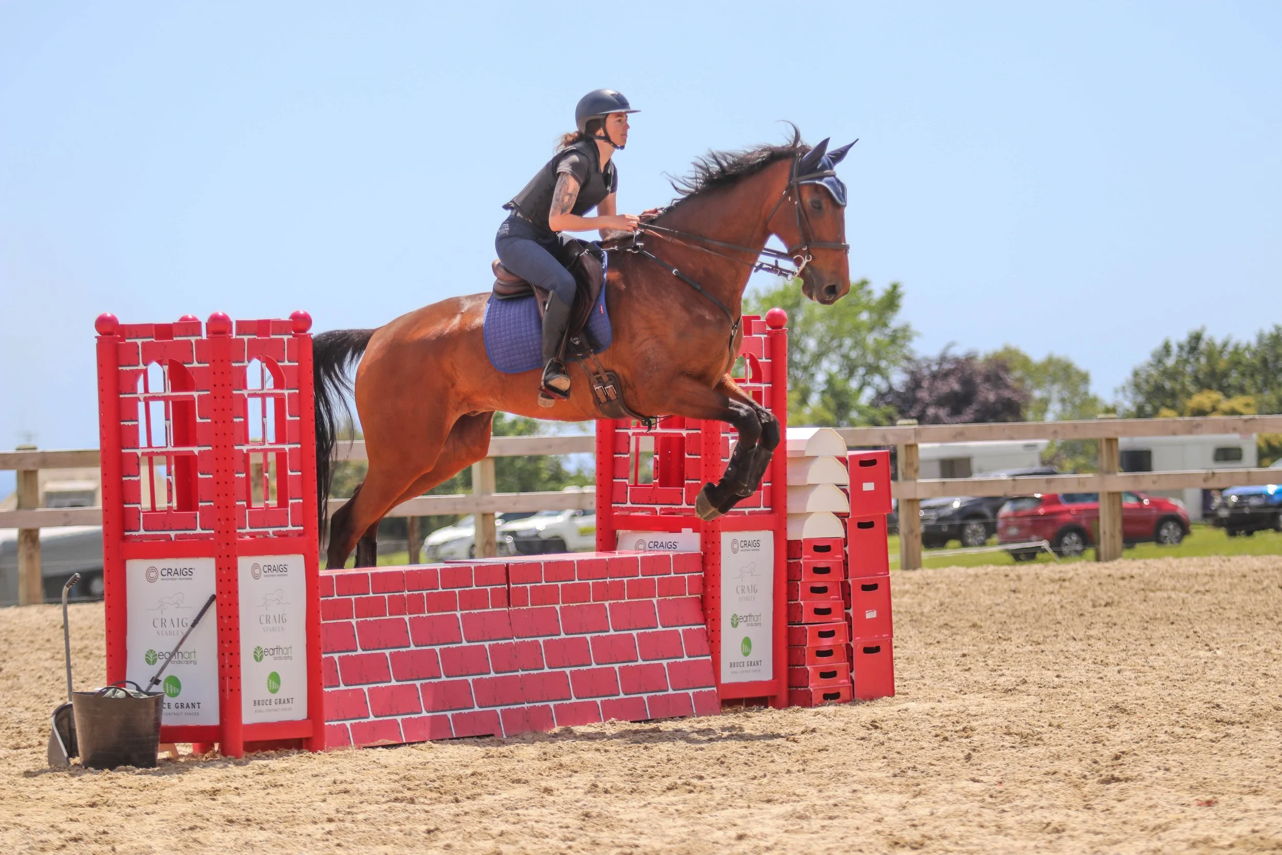 Our horses — Waterview Equine Services