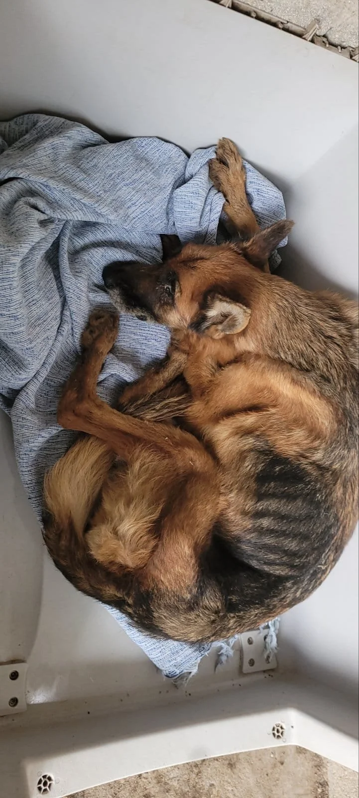 Honden — Hope for Dogs Europe