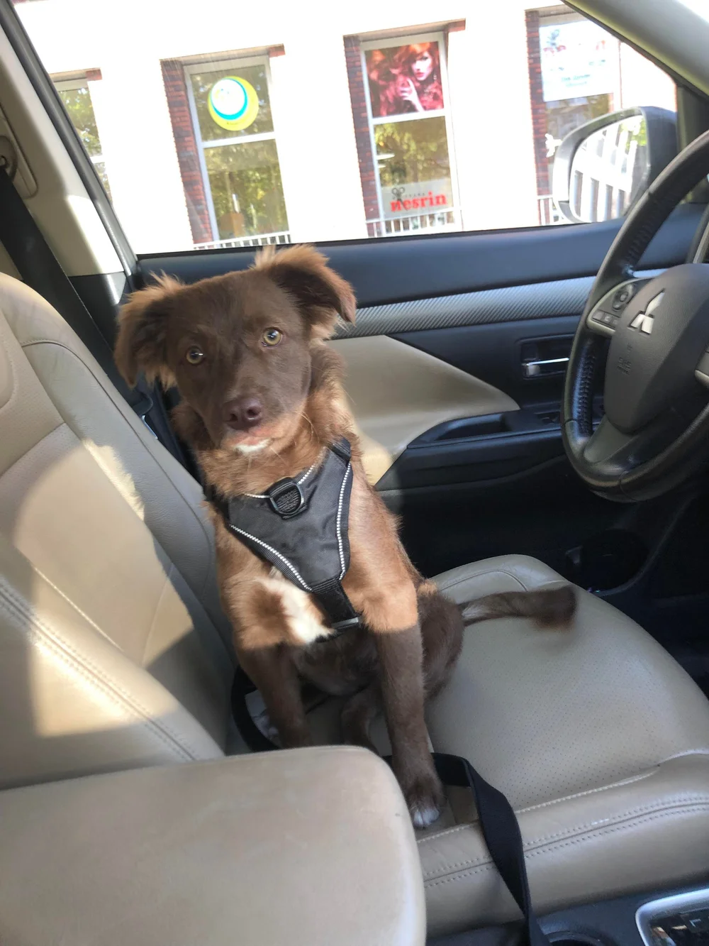 Home — Hope for Dogs Europe