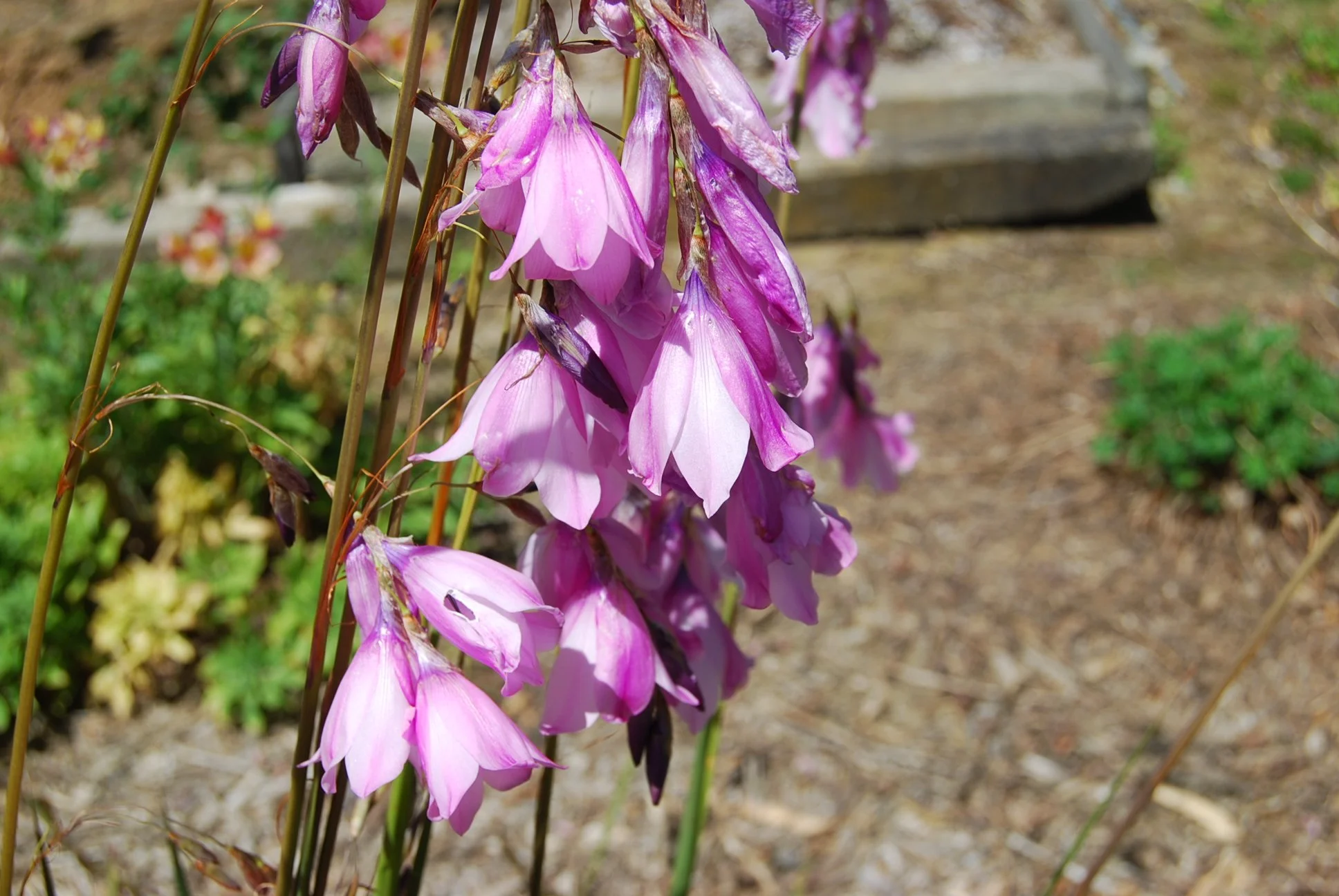 Dierama pulcherrimum pink — Seed and Bulb Treasures