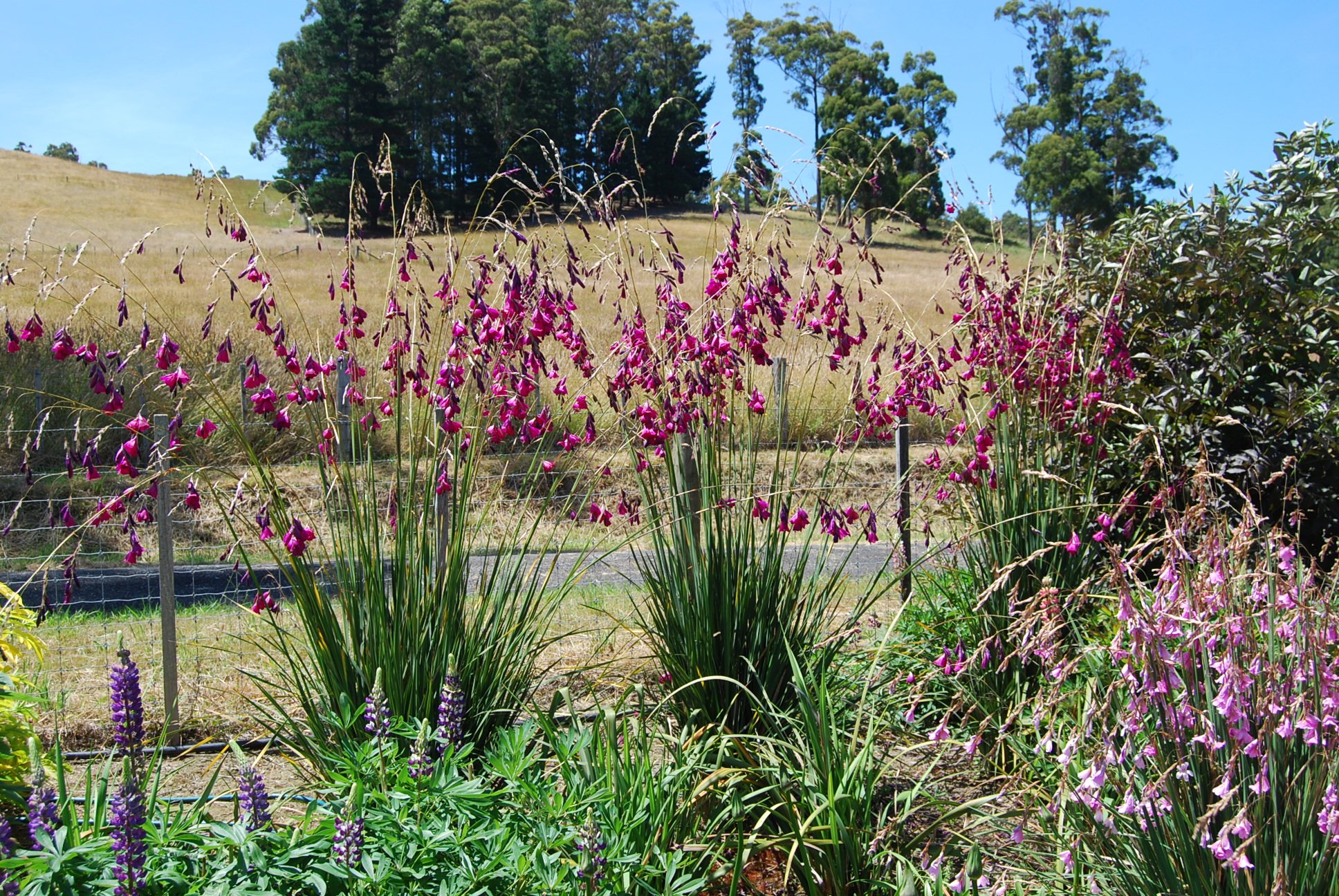 Dierama pulcherrimum "dark cerise" — Seed and Bulb Treasures
