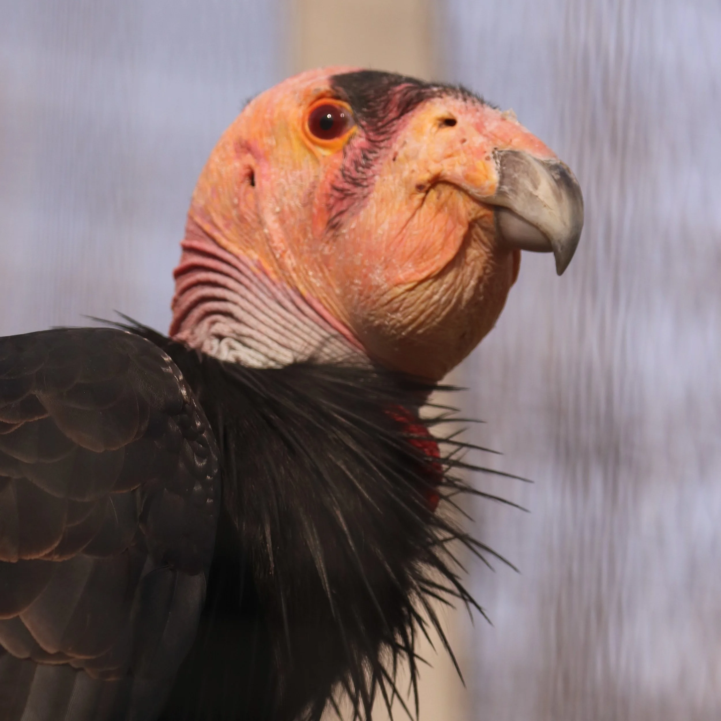 Pinnacles National Park Condors — Kingwood Birdbrains