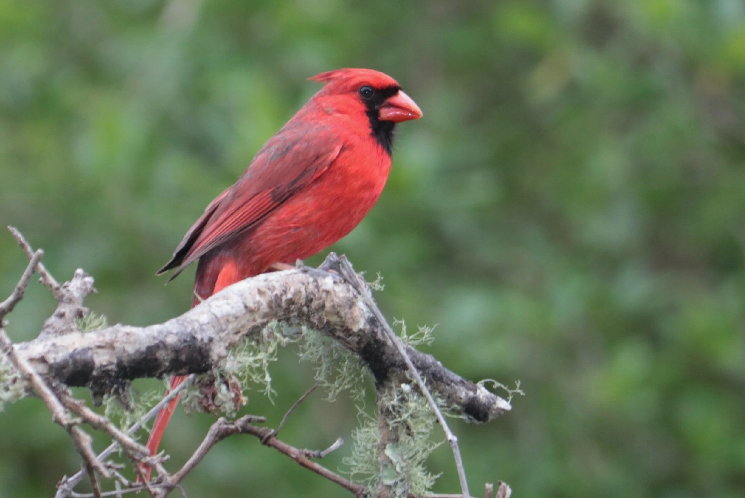 Northern Cardinals-Beloved Redbirds — Kingwood Birdbrains
