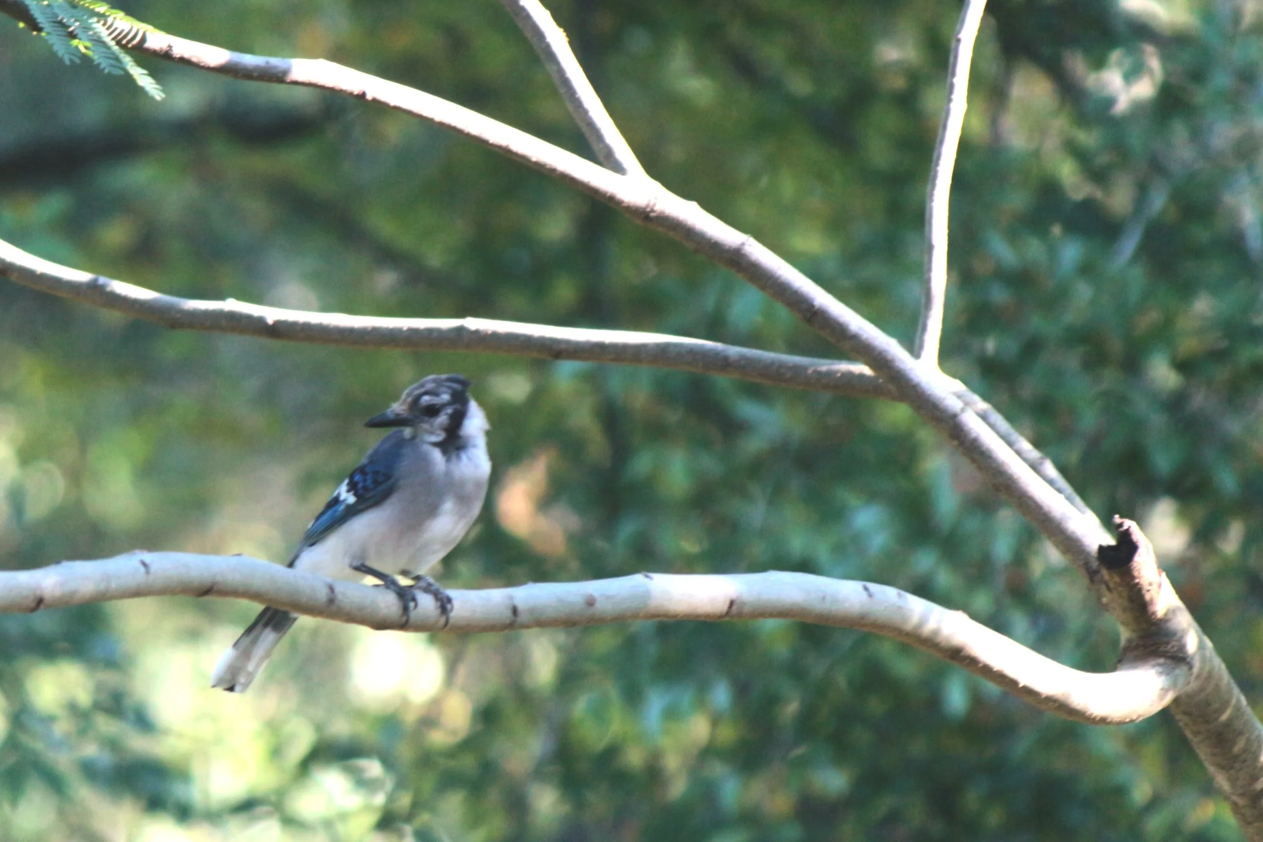 Northern Blue Jays — Kingwood Birdbrains