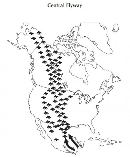 Texas and the Central Flyway — Kingwood Birdbrains