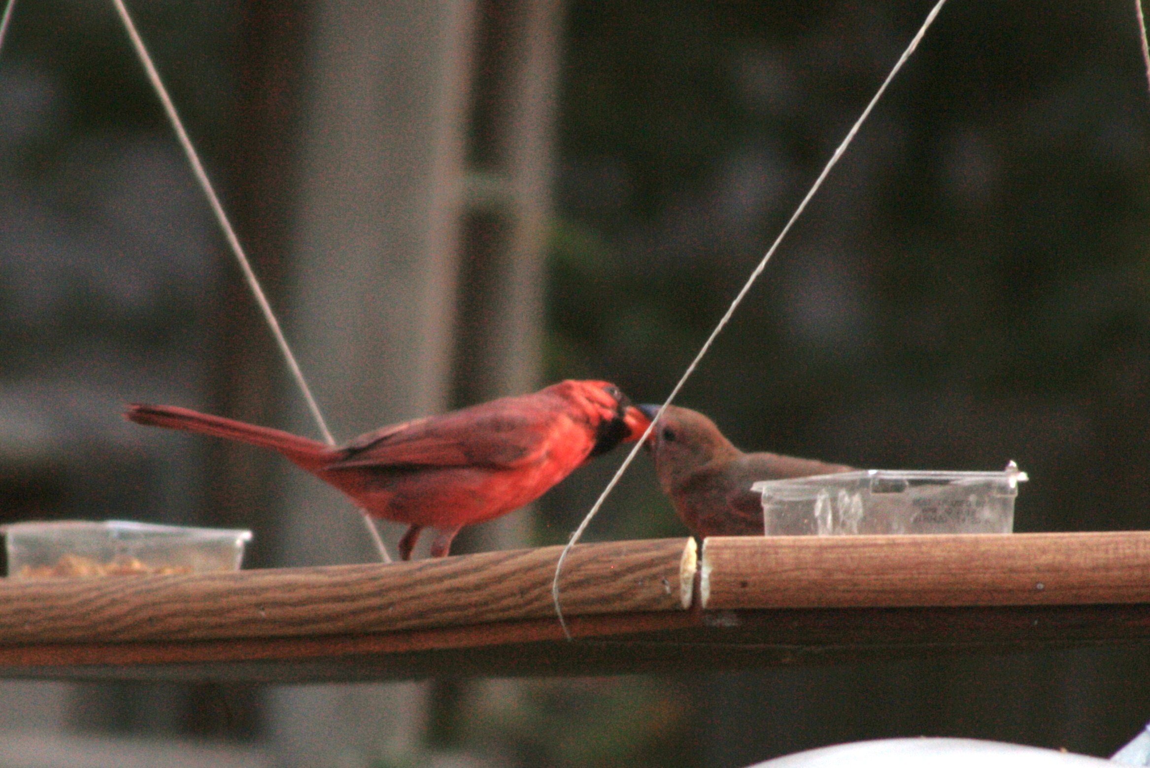 Northern Cardinals-Beloved Redbirds — Kingwood Birdbrains