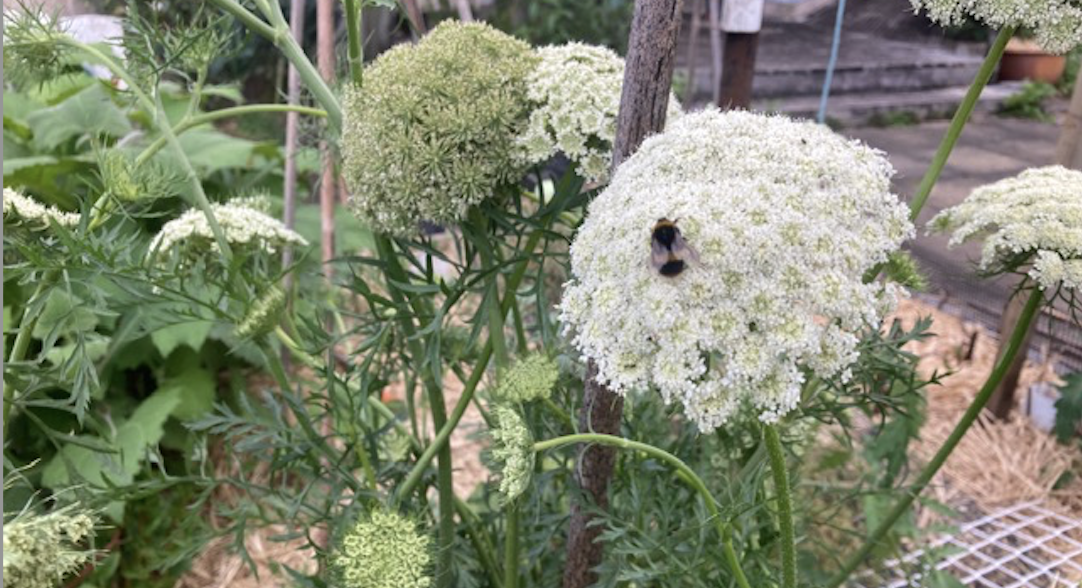 Seedsavers Taranaki | Join Our Green Community — Sustainable Taranaki