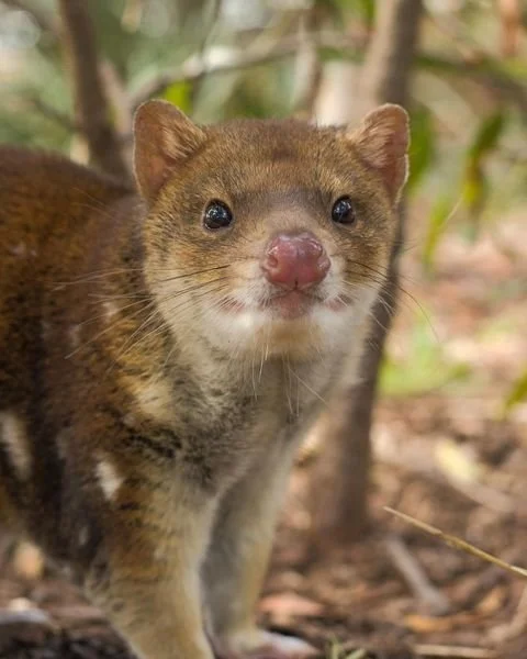 Spotlight on Quolls — East Coast Natureworld