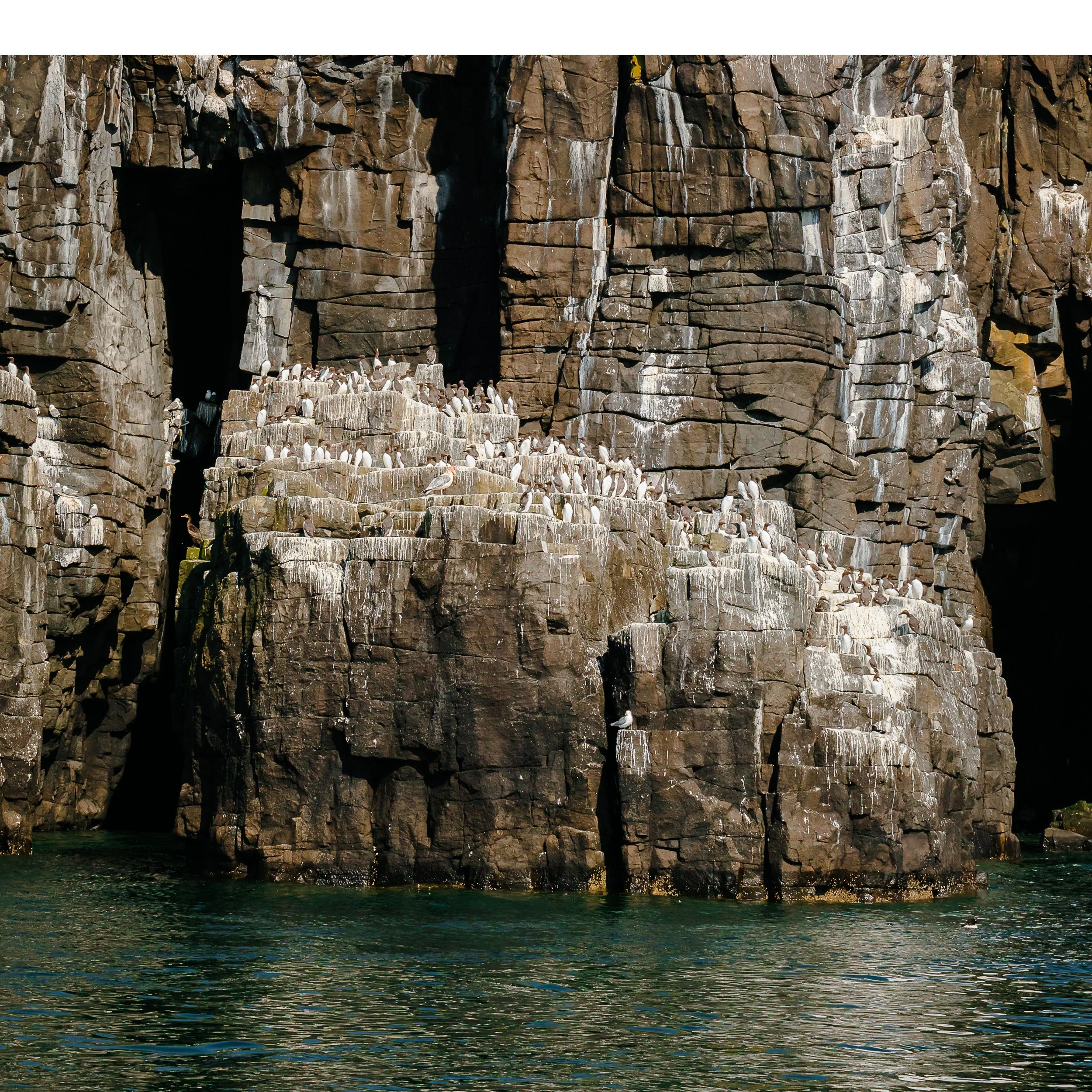 The Isle of May — Isle of May Boat Trips